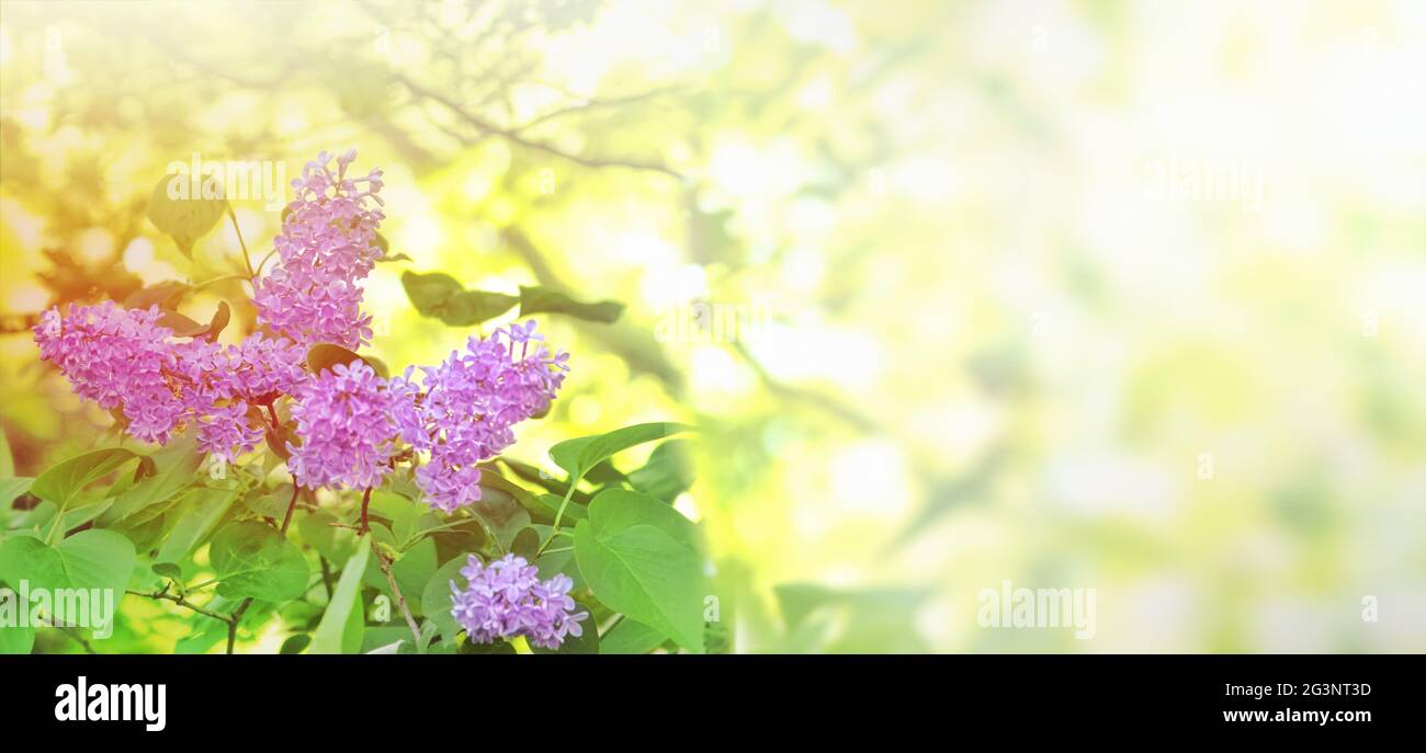 Flowers of lilac tree Stock Photo - Alamy