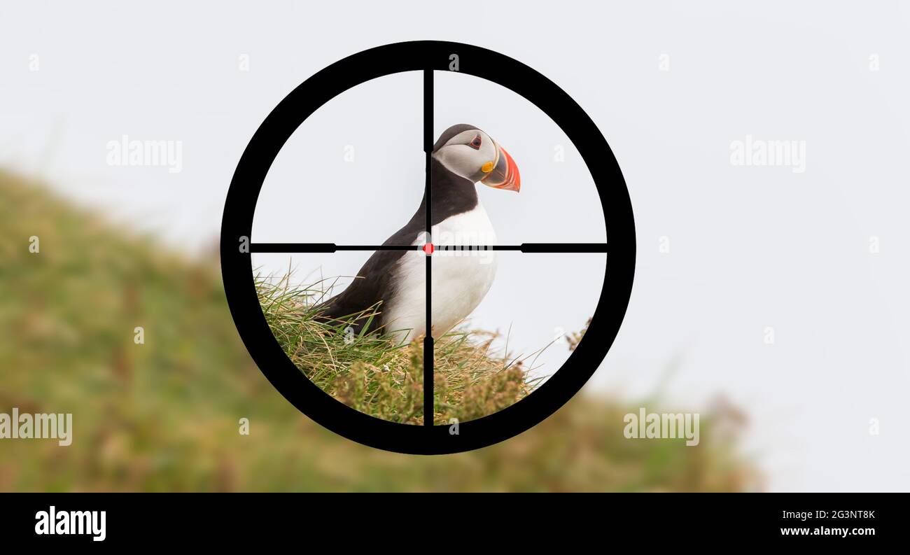 Puffin hunting iceland hi-res stock photography and images - Alamy