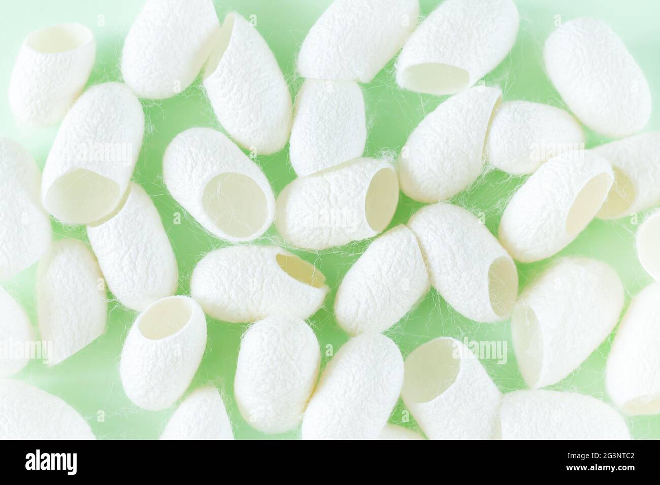 Many white silkworm cocoons shell for production of silk thread and ...