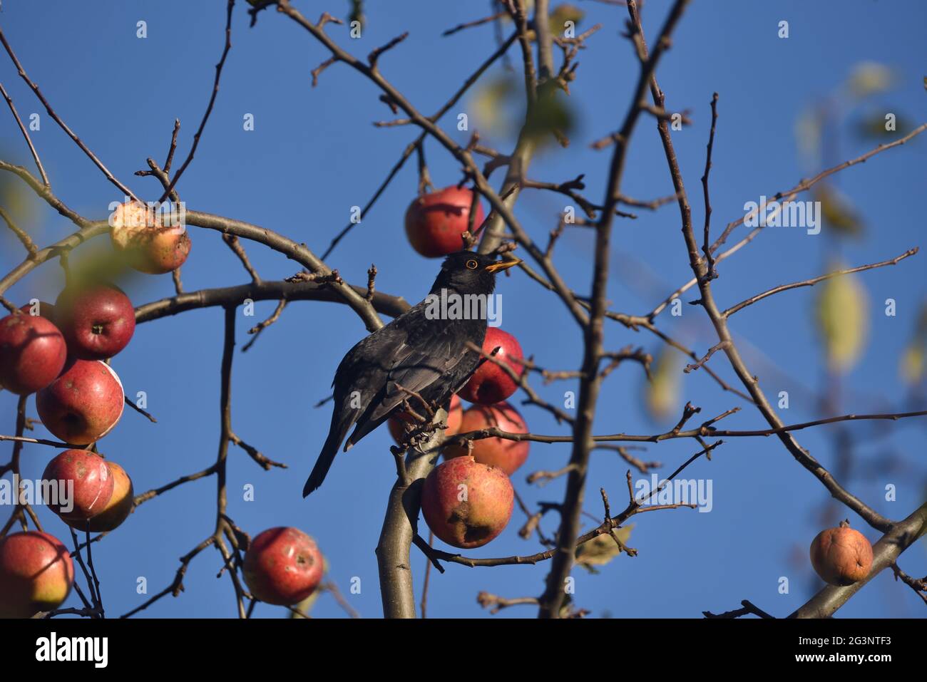 Blackbird On An Apple Tree High Resolution Stock Photography and Images ...