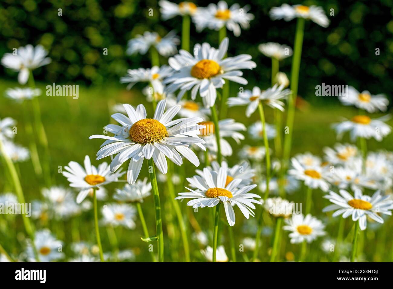 Green grass and white marguerites hi-res stock photography and images ...
