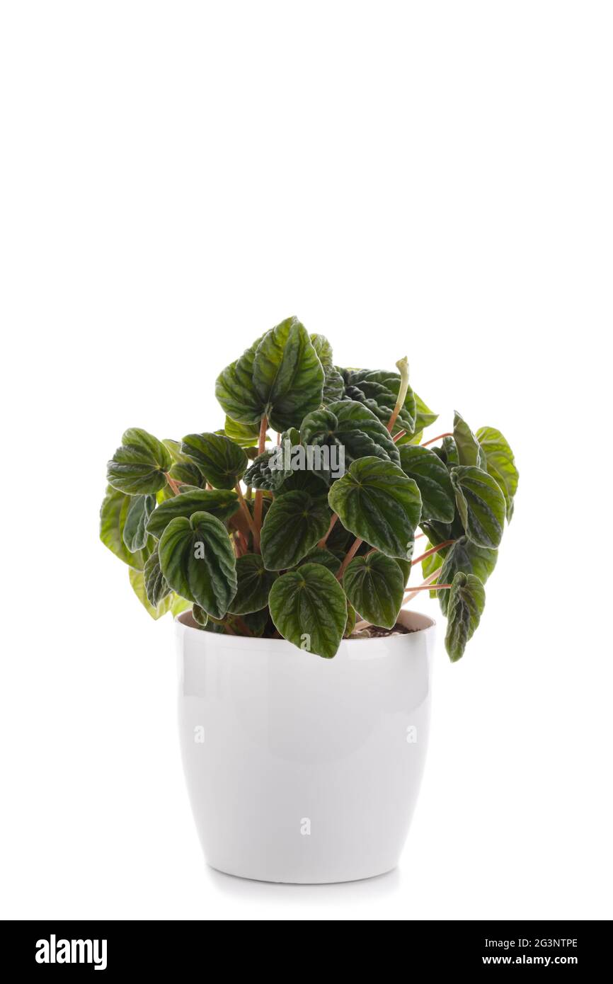 Peperomia caperata house plant Stock Photo - Alamy