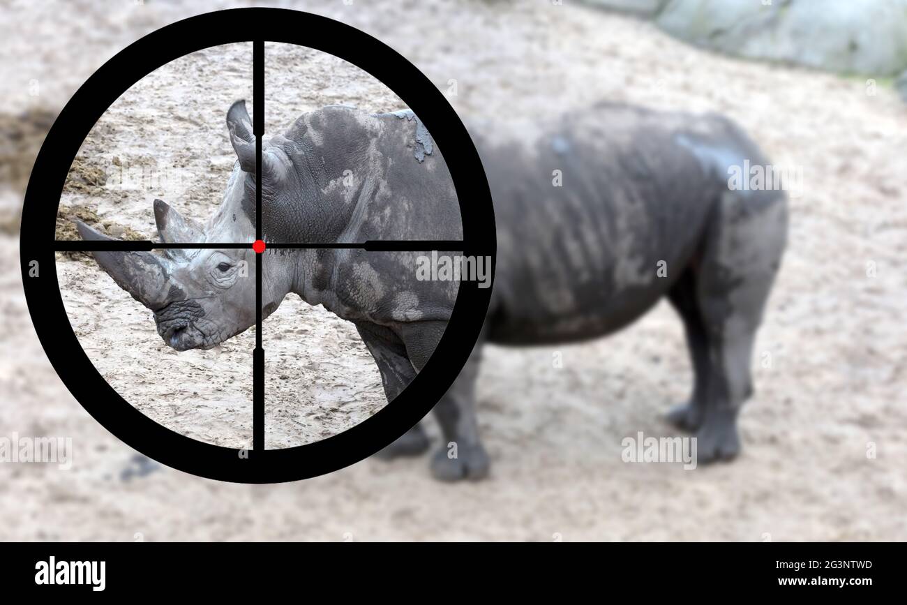 Hunting a white rhino Stock Photo - Alamy