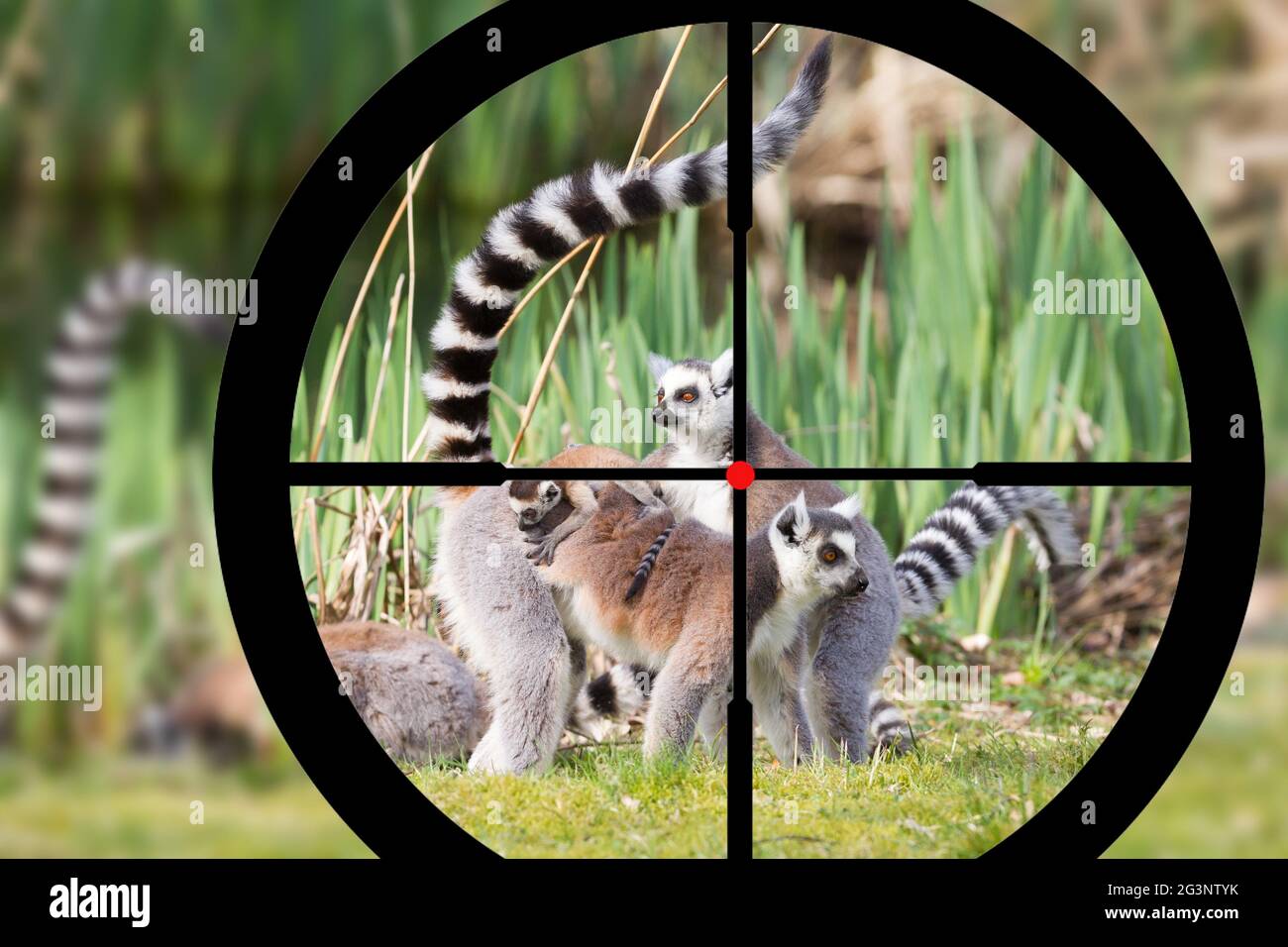 Lemur hunter hi-res stock photography and images - Alamy