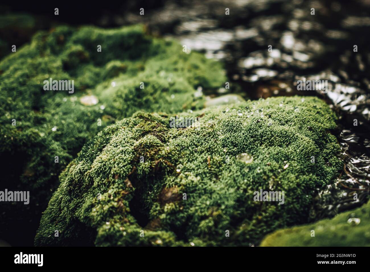 Closeup moss hi-res stock photography and images - Alamy