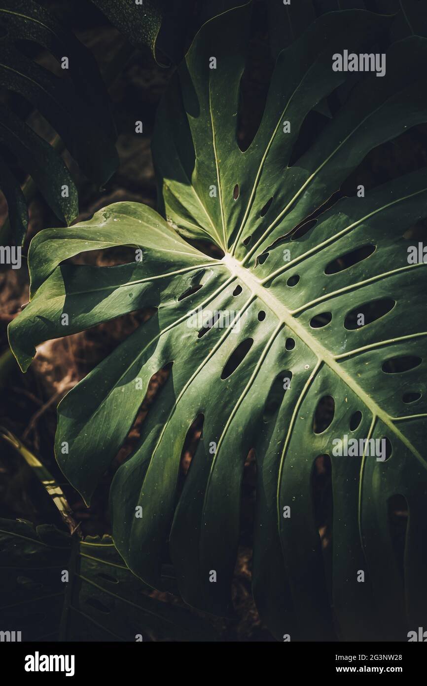 Close-up of Monstera deliciosa leaf in garden. Swiss cheese plant in ...