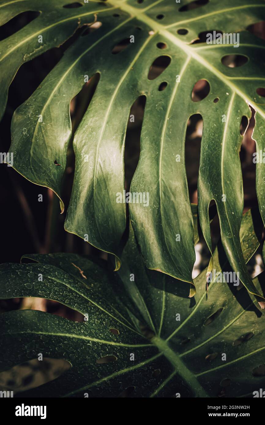 Close-up of Monstera deliciosa leaf in garden. Swiss cheese plant in ...