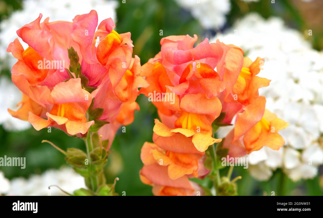 White snapdragon flower hi-res stock photography and images - Alamy