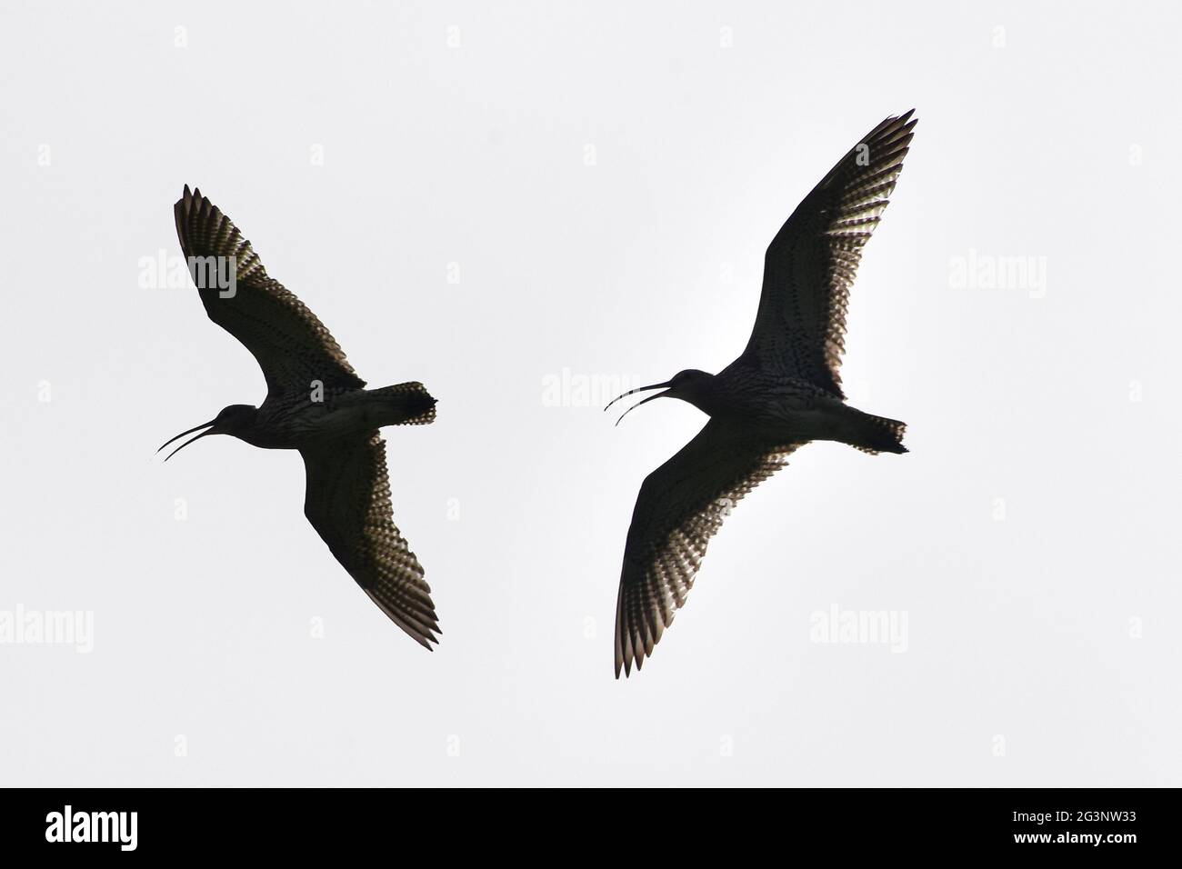 Curlew in flight Stock Photo - Alamy