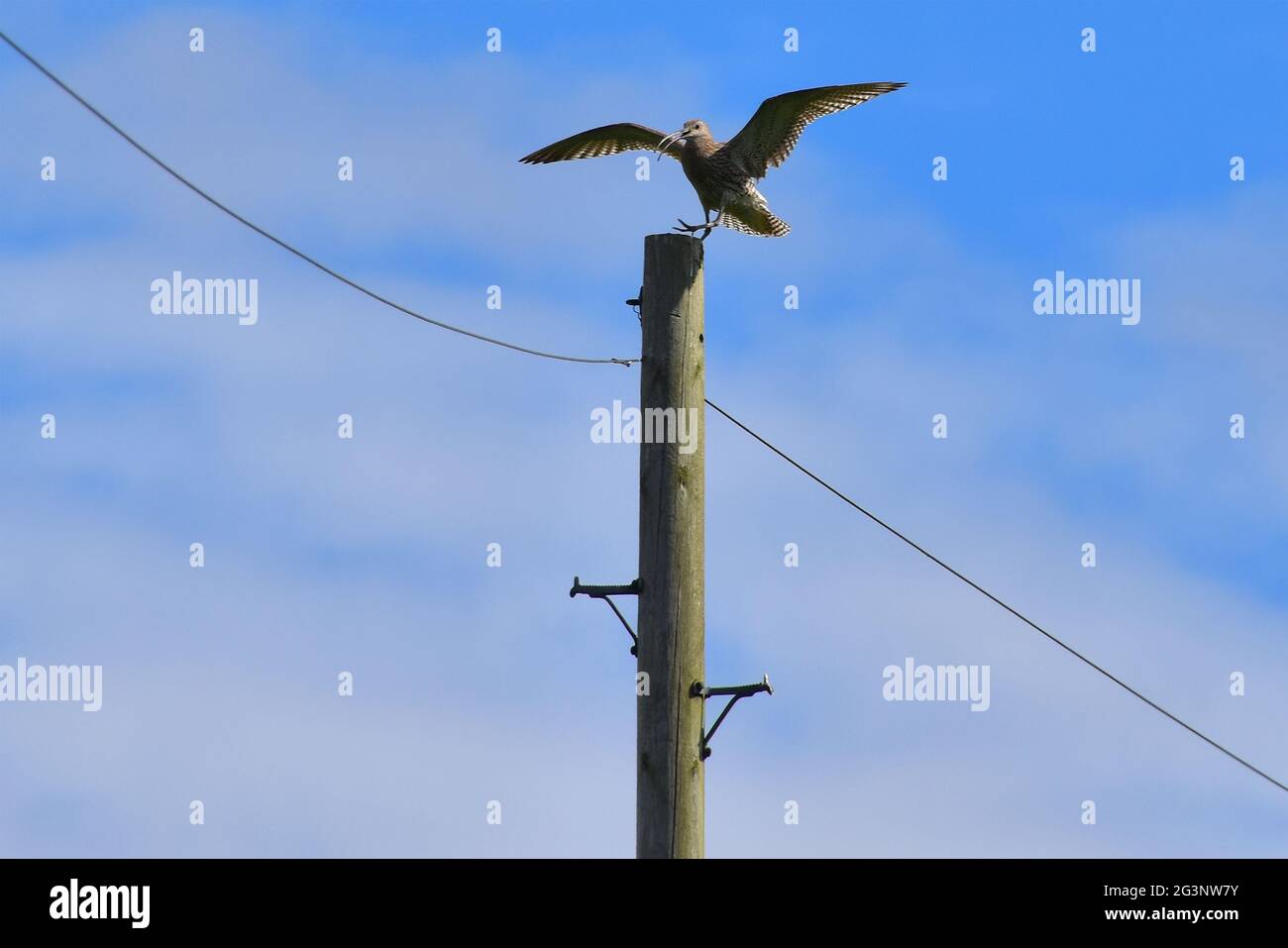 Yorkshire curlew hi-res stock photography and images - Alamy