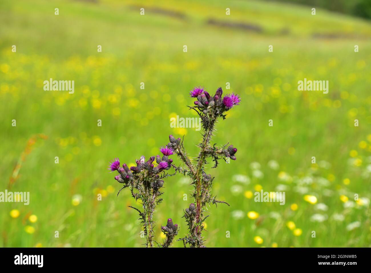 Colden valley hi-res stock photography and images - Alamy