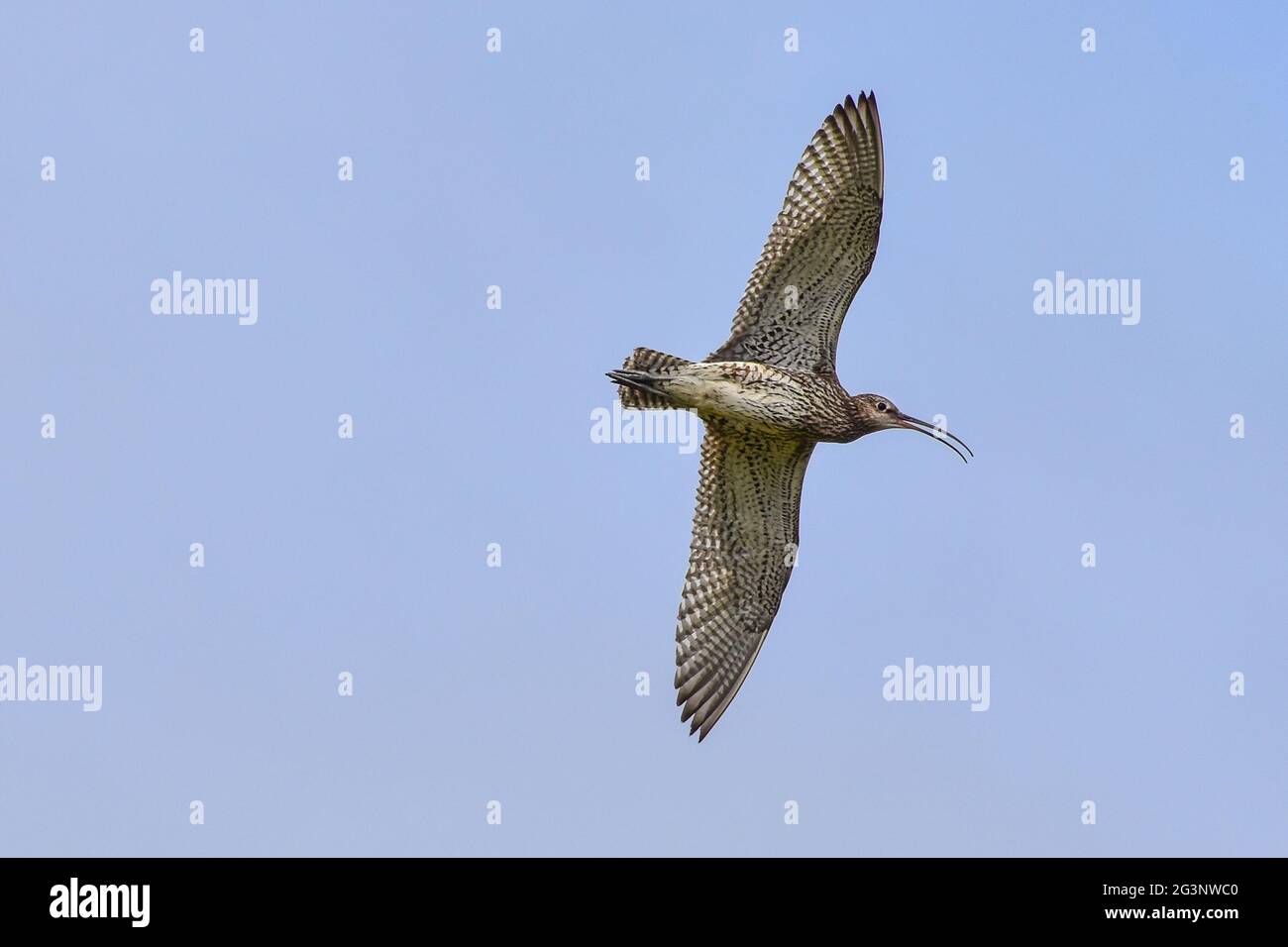 Curlew in flight Stock Photo - Alamy