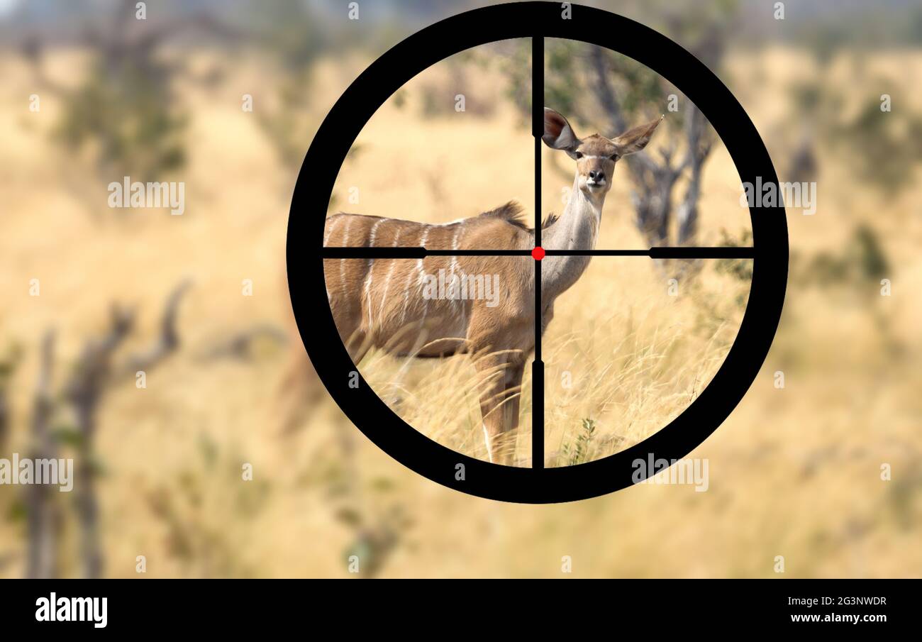 Hunting a female greater Kudu in Namibia Stock Photo - Alamy