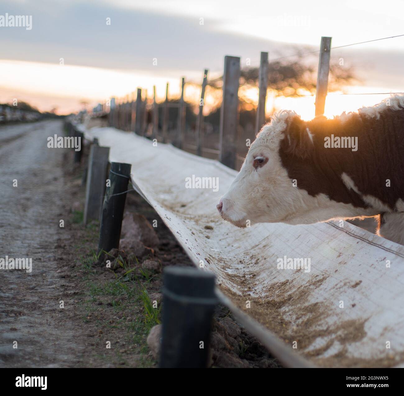 Cow eating in a corral in a field Stock Photo - Alamy