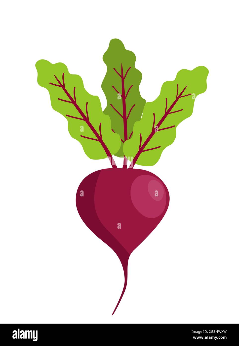Beetroot with leaves cartoon vector illustration isolated on a white ...