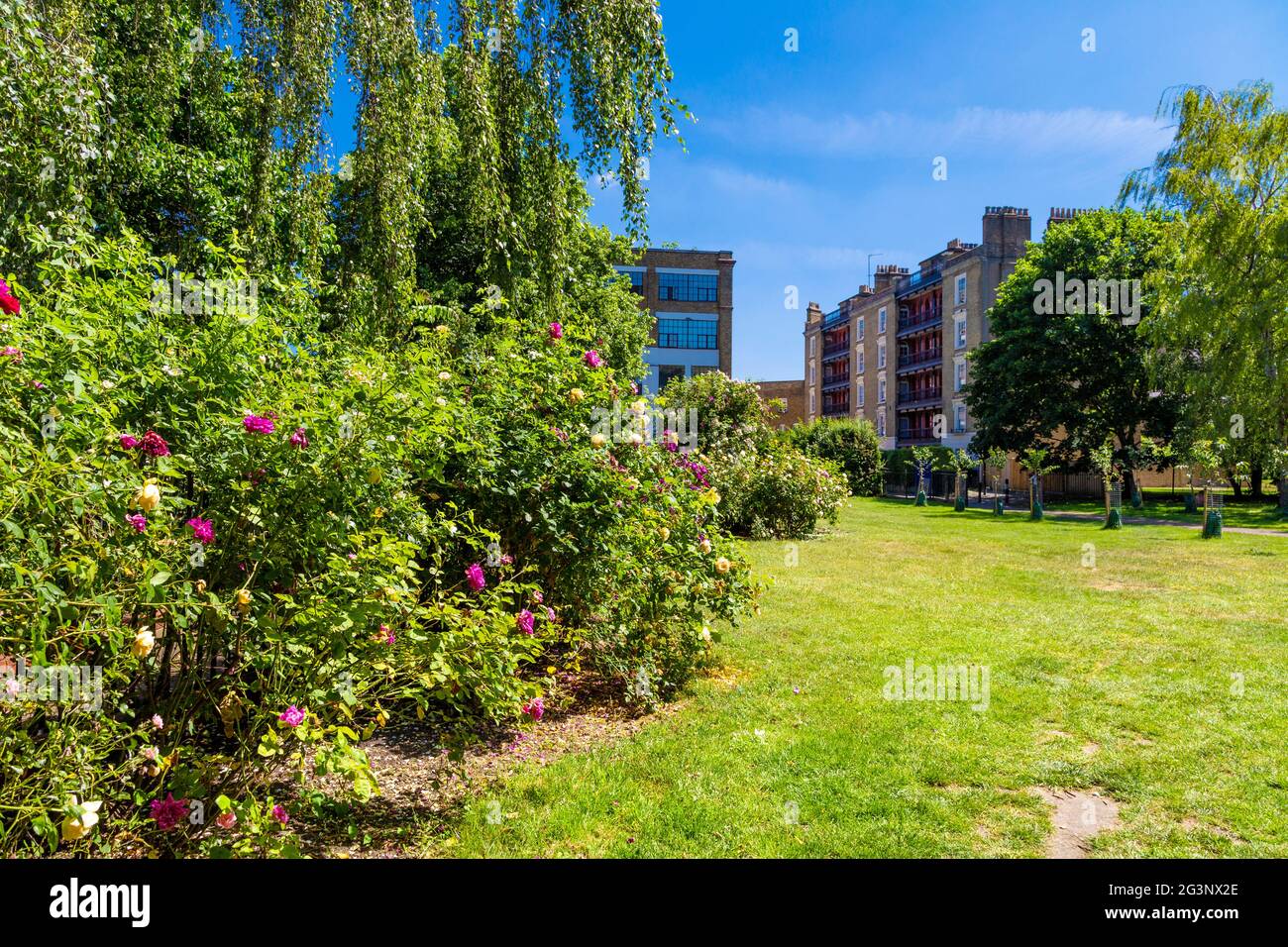 Rose gardens hi-res stock photography and images - Alamy