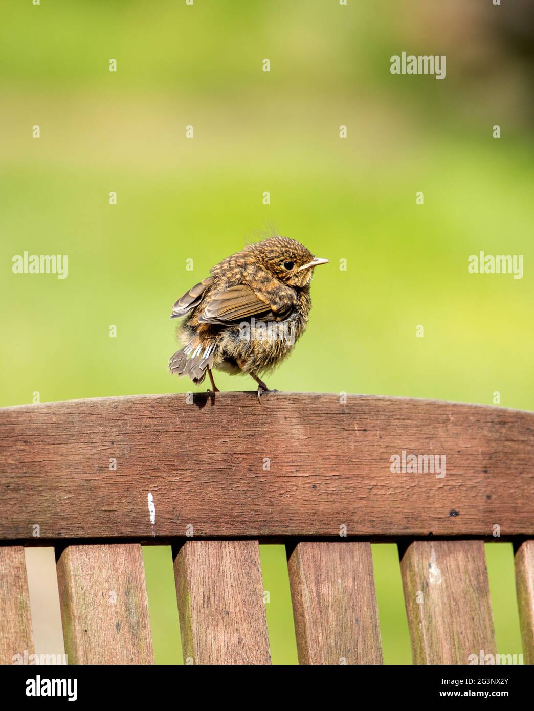 European robin fledgling, fledgeling on garden chair Stock Photo - Alamy