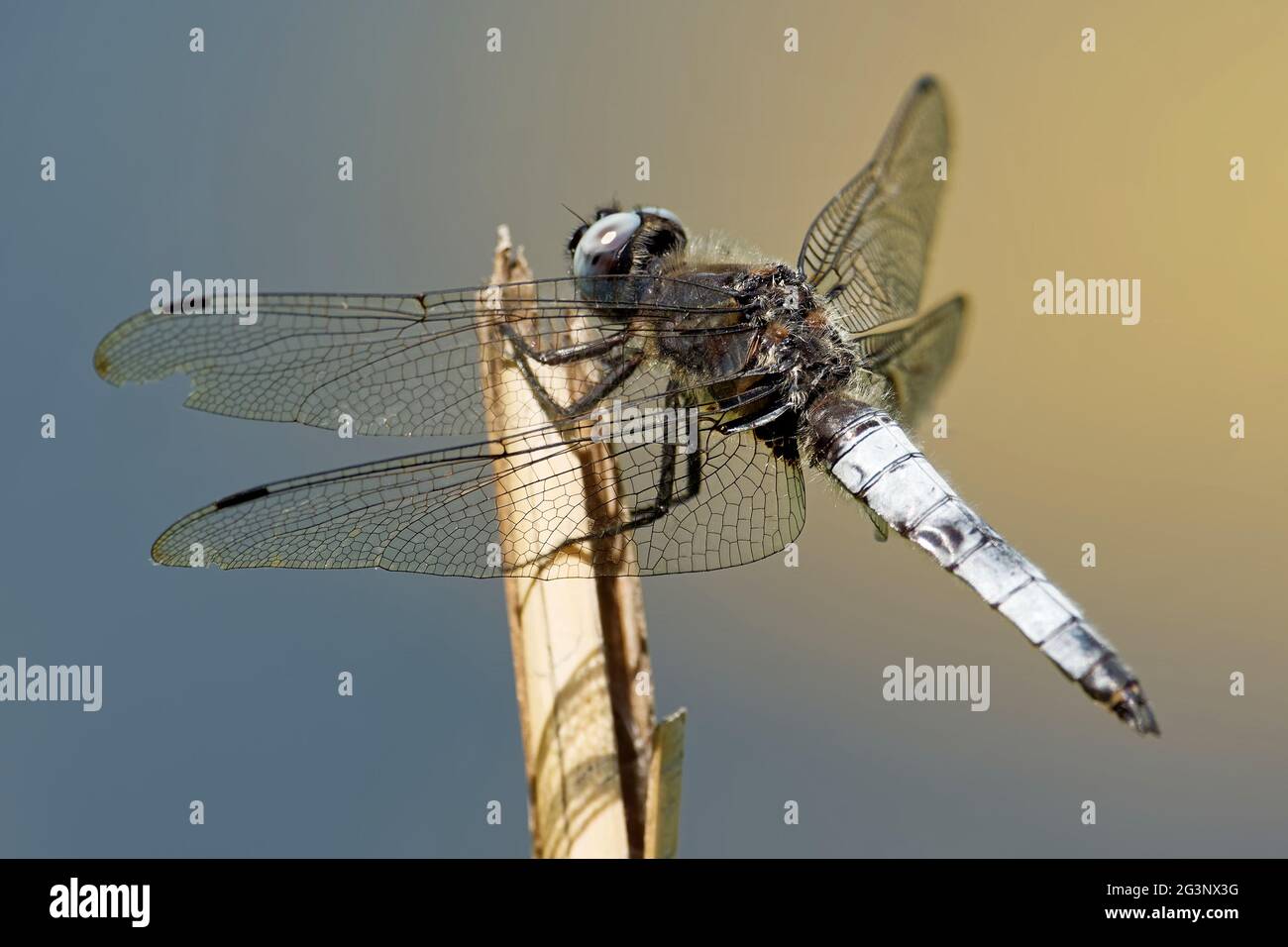 Spot the insect hi-res stock photography and images - Alamy