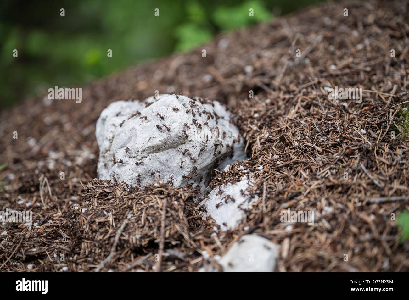 Closeup view of an ants nest with many ants crawling around Stock Photo ...