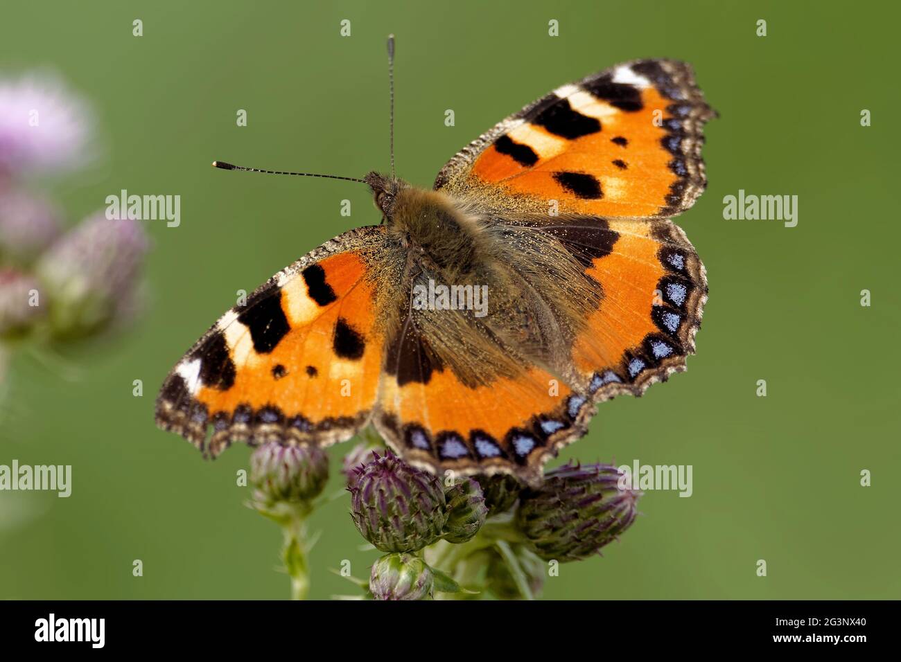Little black fox hi-res stock photography and images - Alamy