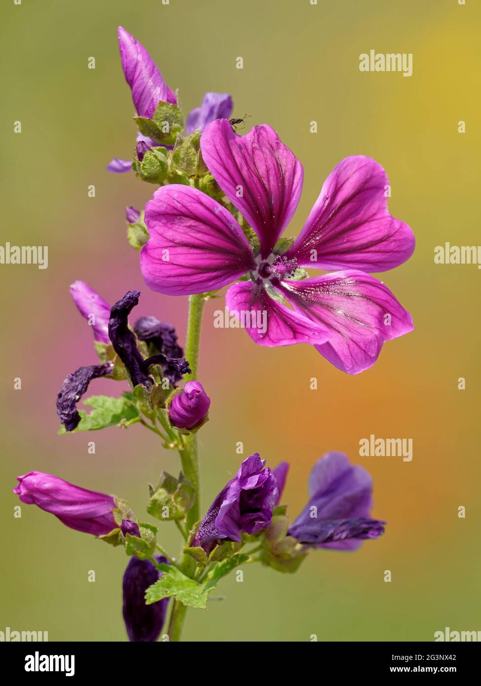 Wild red mallow hi-res stock photography and images - Alamy