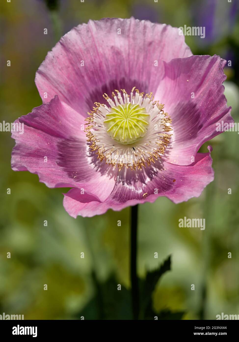 Opimgewinnung hi-res stock photography and images - Alamy