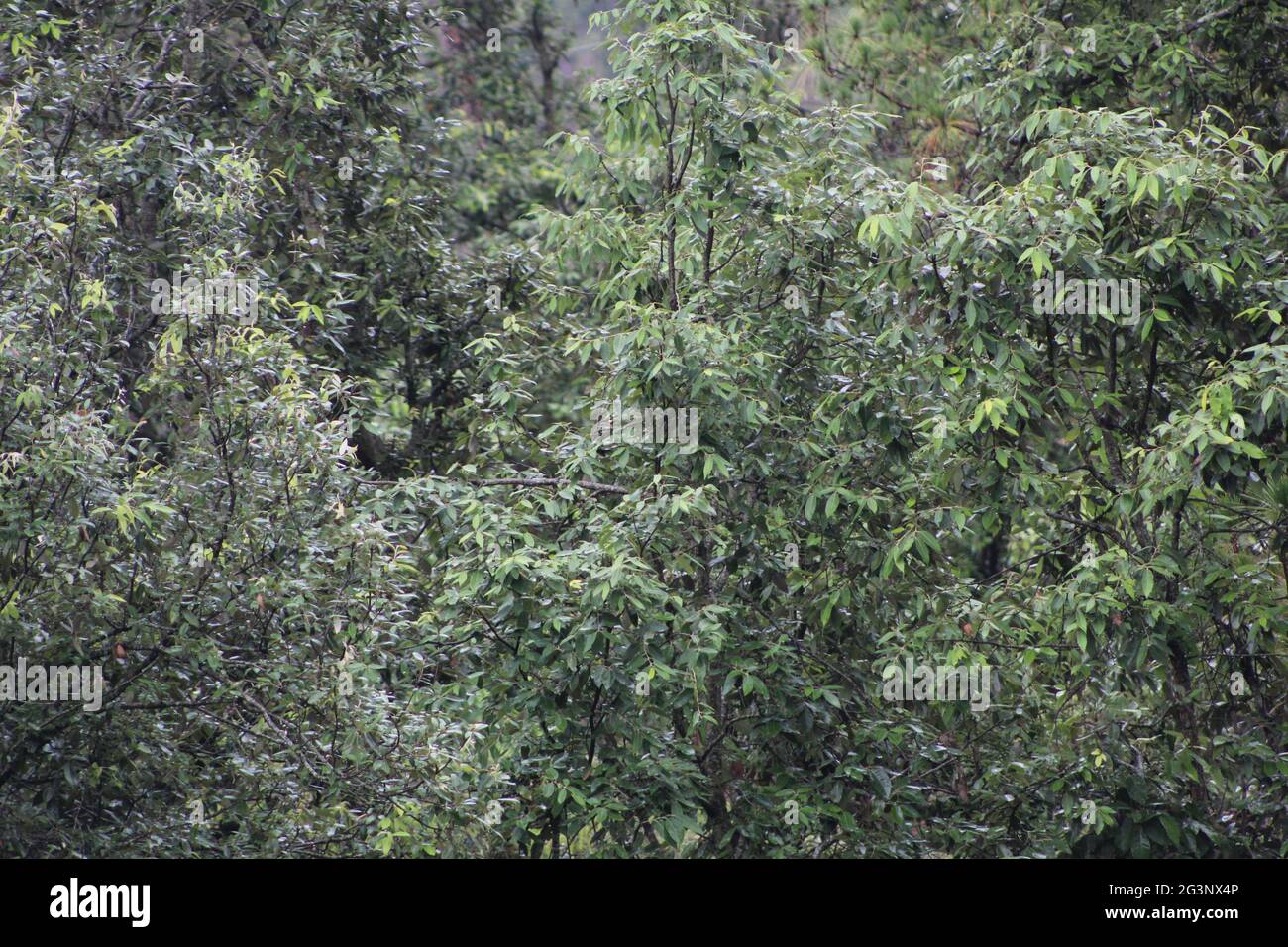 Dence forest hi-res stock photography and images - Alamy