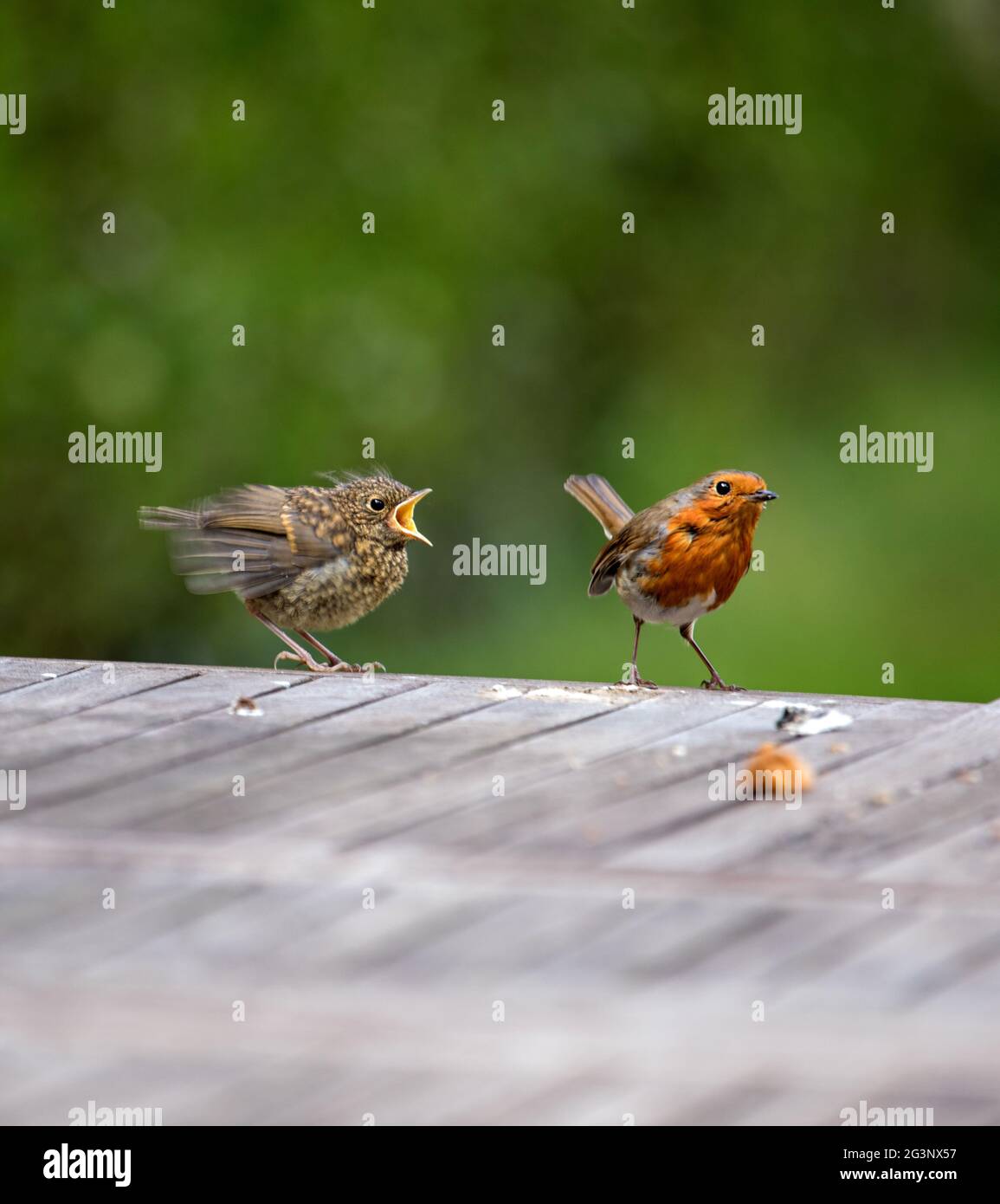 European robin hungry demanding fledgling and adult Stock Photo - Alamy