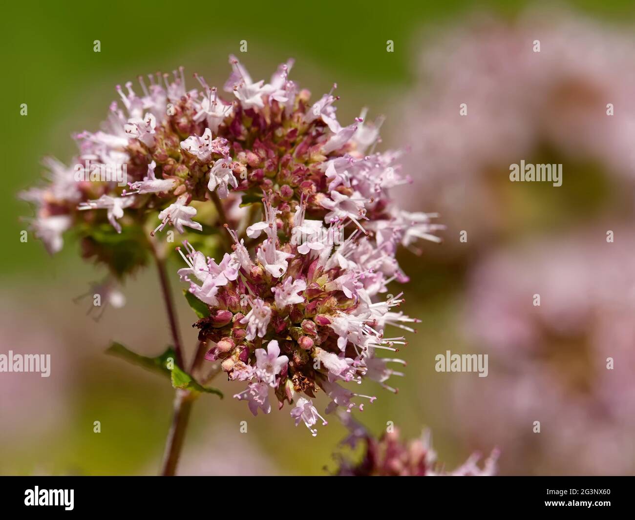 Dost hi-res stock photography and images - Alamy