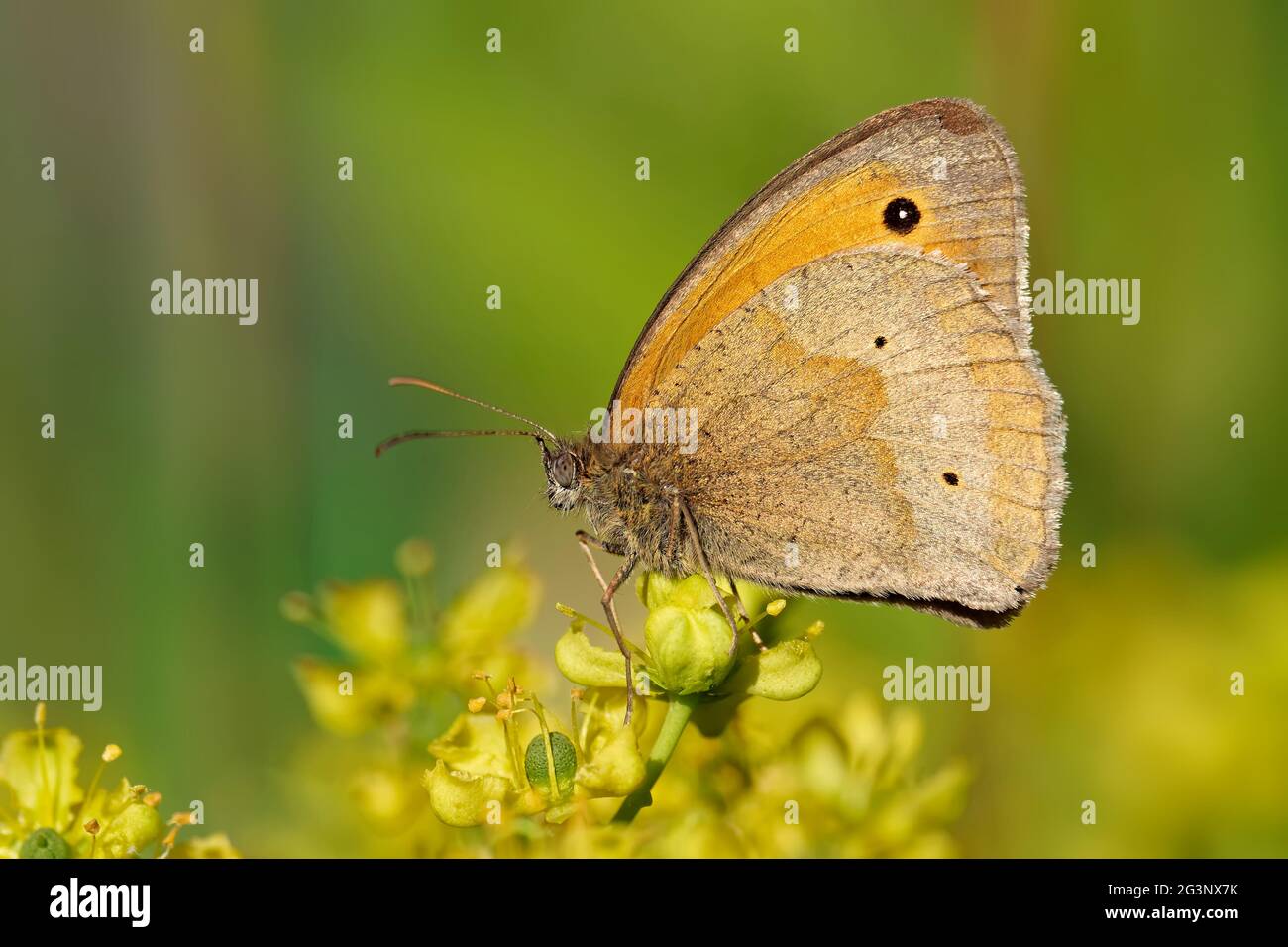 Big bull's eye Stock Photo - Alamy