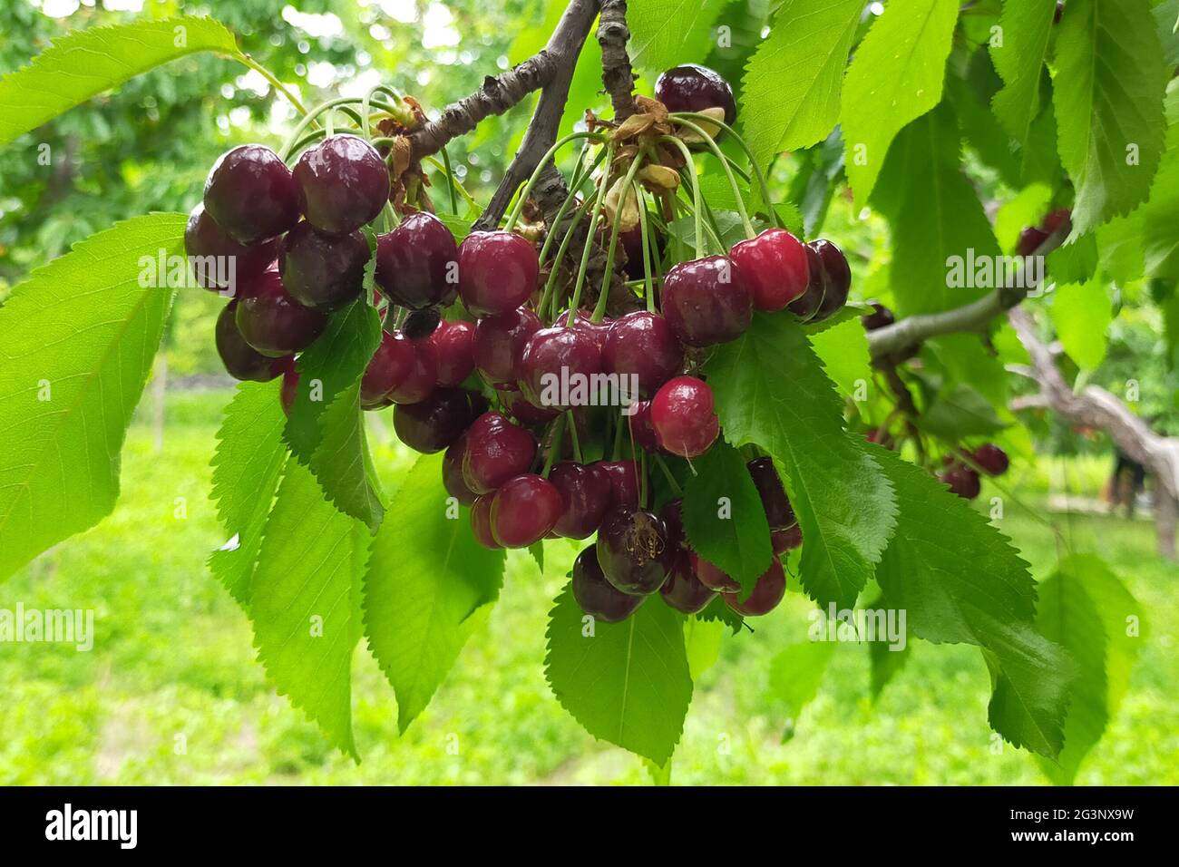 (210617) -- GILGIT, June 17, 2021 (Xinhua) -- Photo taken on June 15 ...