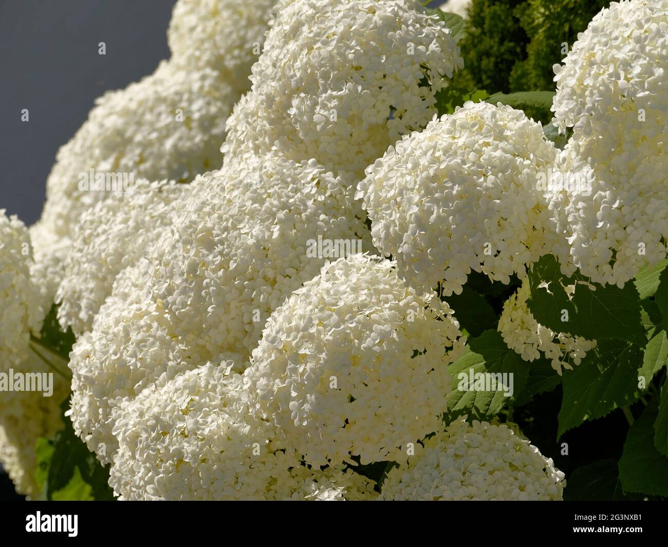 Common snowball hi-res stock photography and images - Alamy