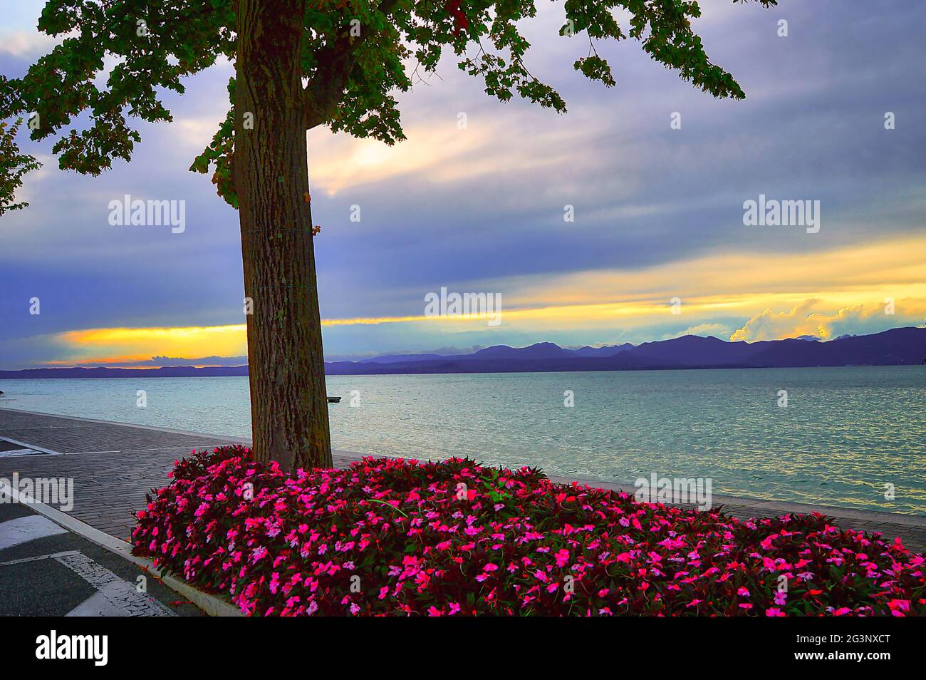 beautiful promenade pier of Bardolino, lake Garda with pink flowers ...