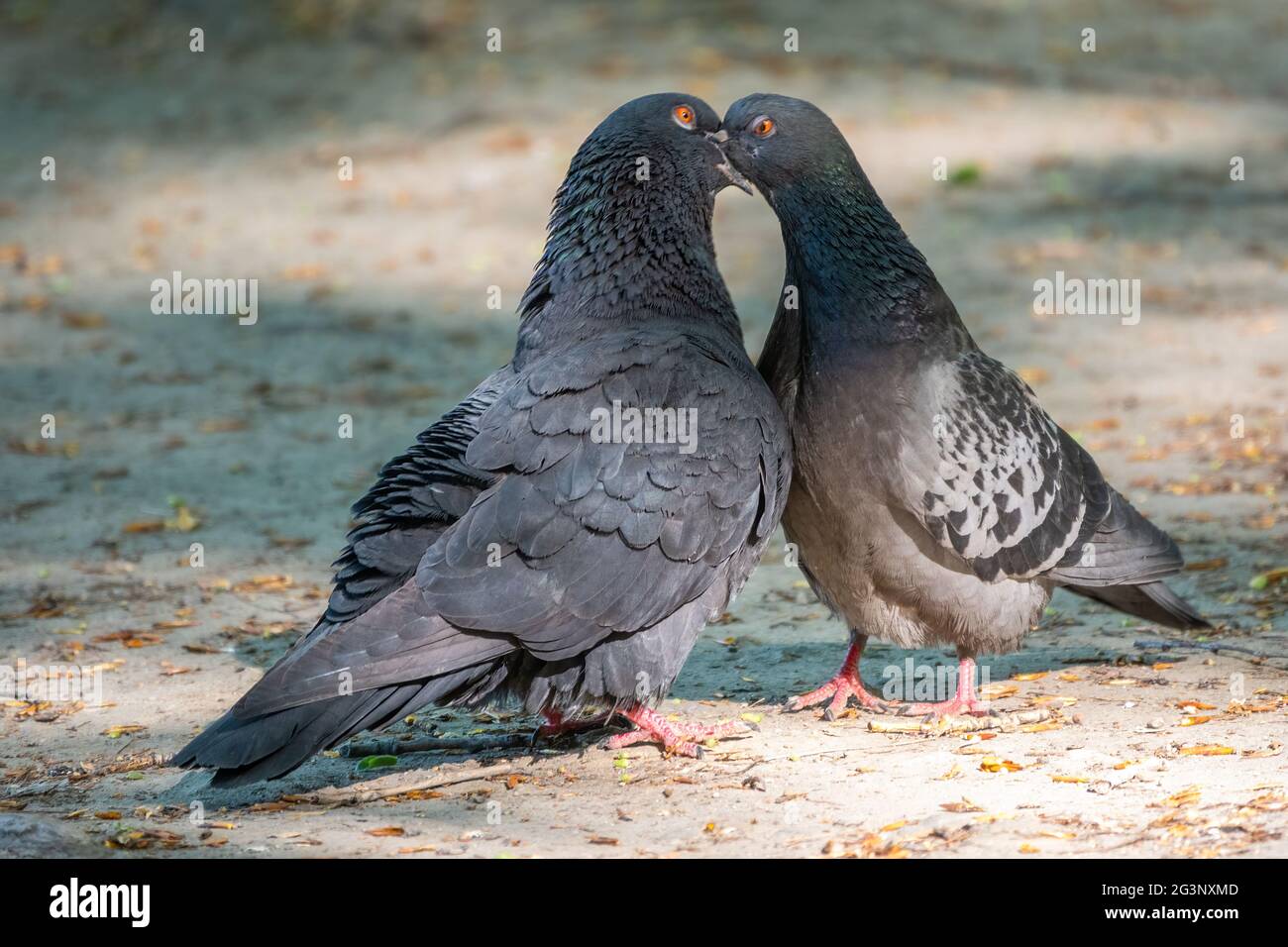 Mating games of a pair of pigeons. Pigeons in Love Game Stock Photo - Alamy