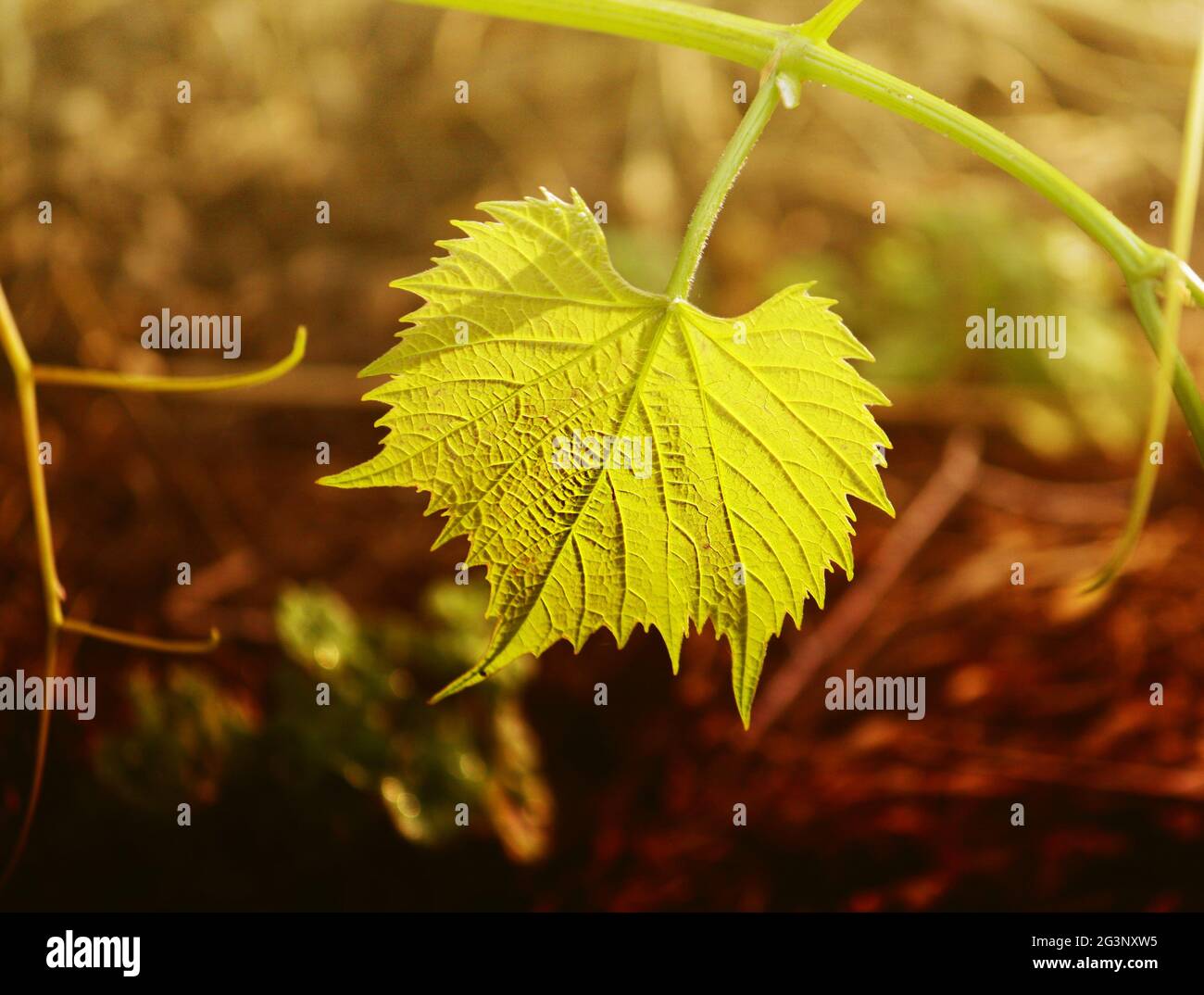 Fresh green vine growing in the summer garden Stock Photo - Alamy