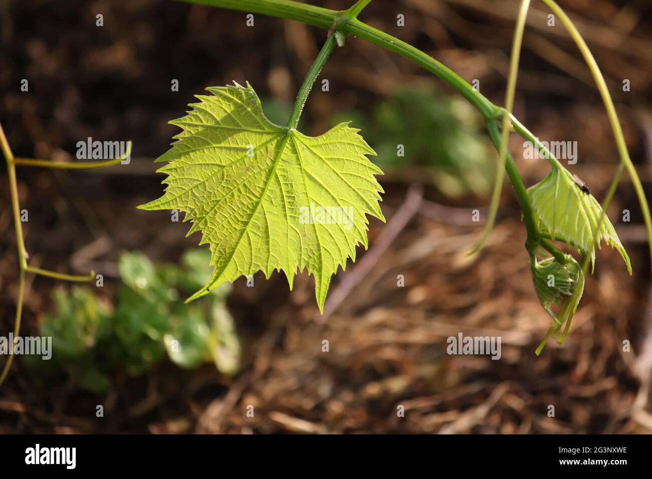 Fresh green vine growing in the summer garden Stock Photo - Alamy