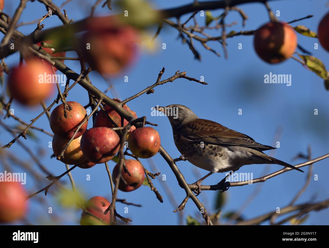 Little Quiver feasting on the apple tree Stock Photo - Alamy
