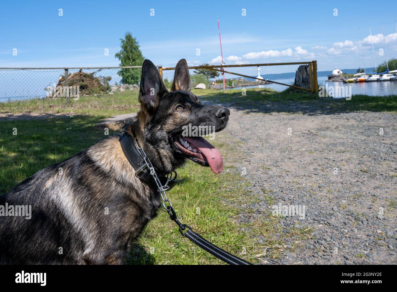 A dog portrait of a happy six months old German Shepherd puppy in green ...