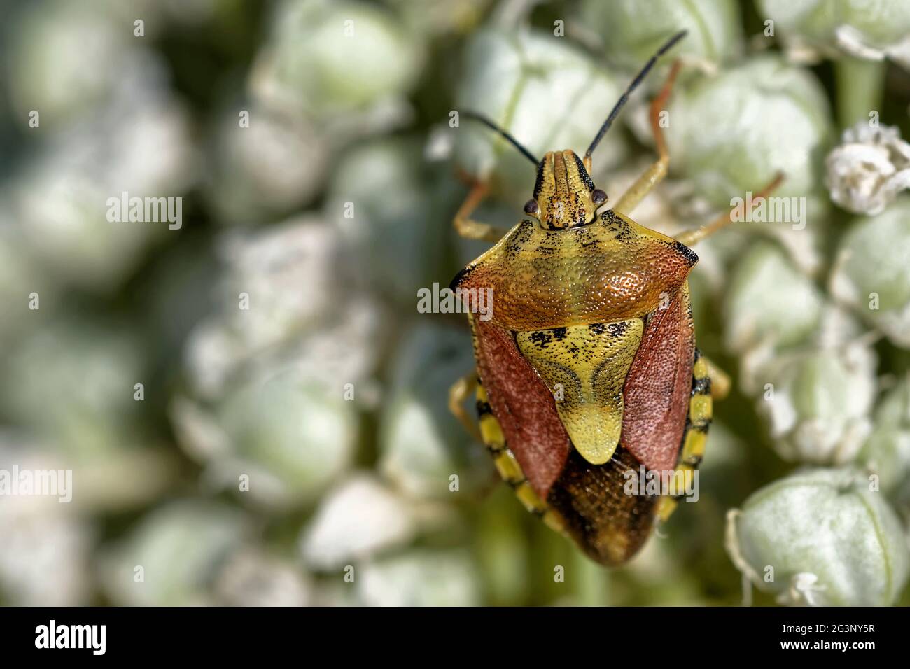 Bug with fruit hi-res stock photography and images - Alamy