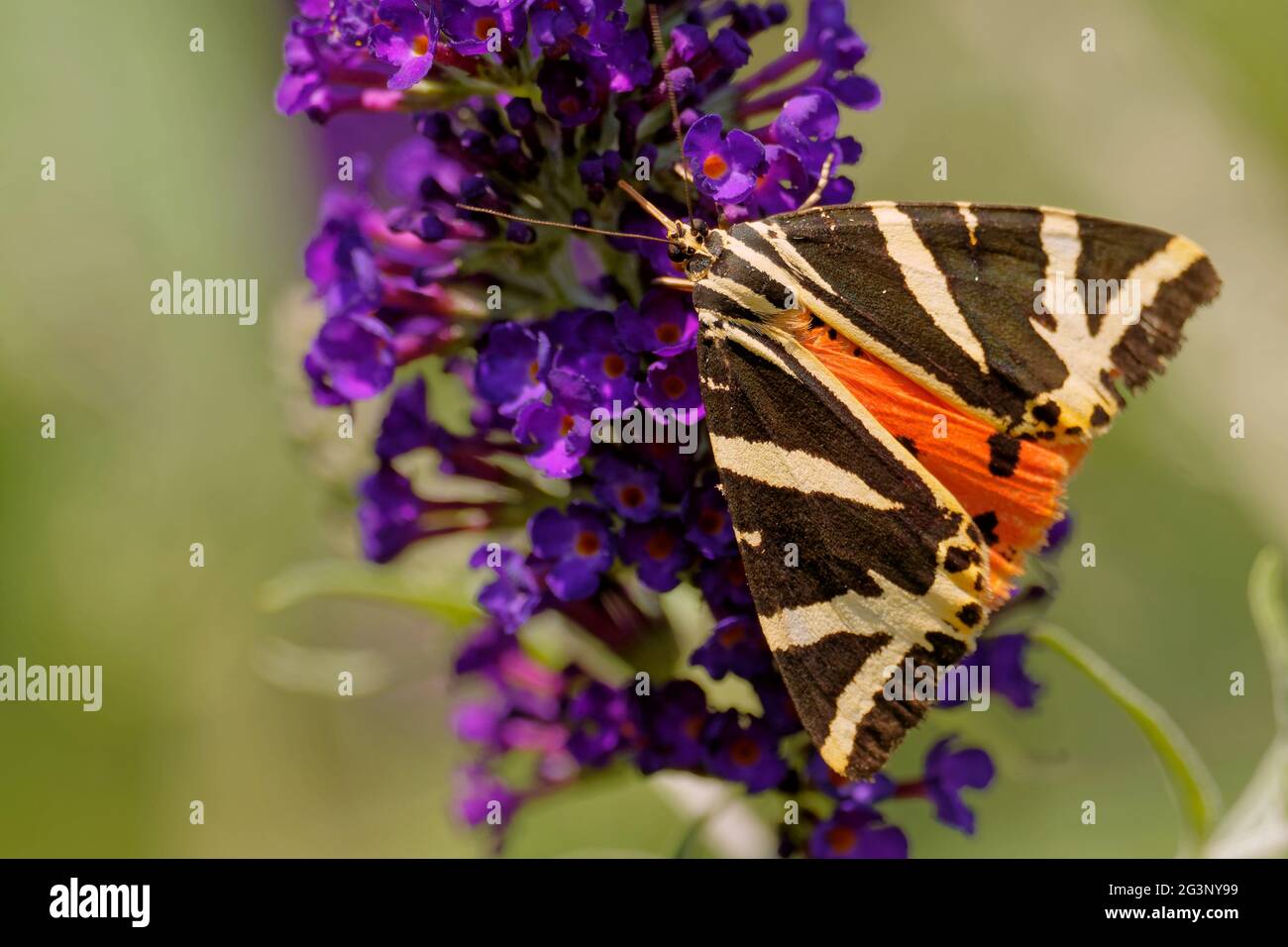 Proboscis bear hi-res stock photography and images - Alamy