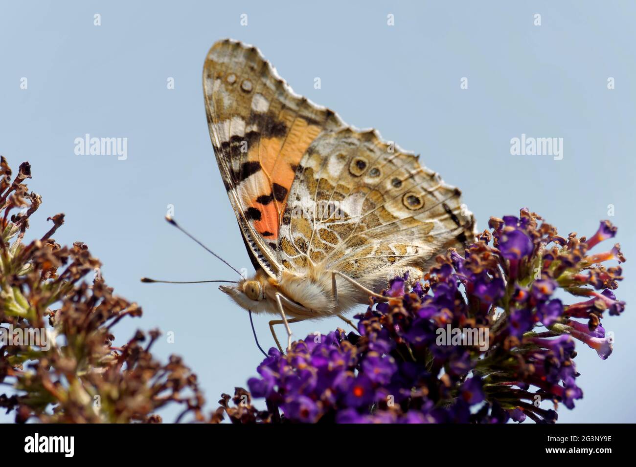 Thistle butterfly on the butterfly bush Stock Photo - Alamy