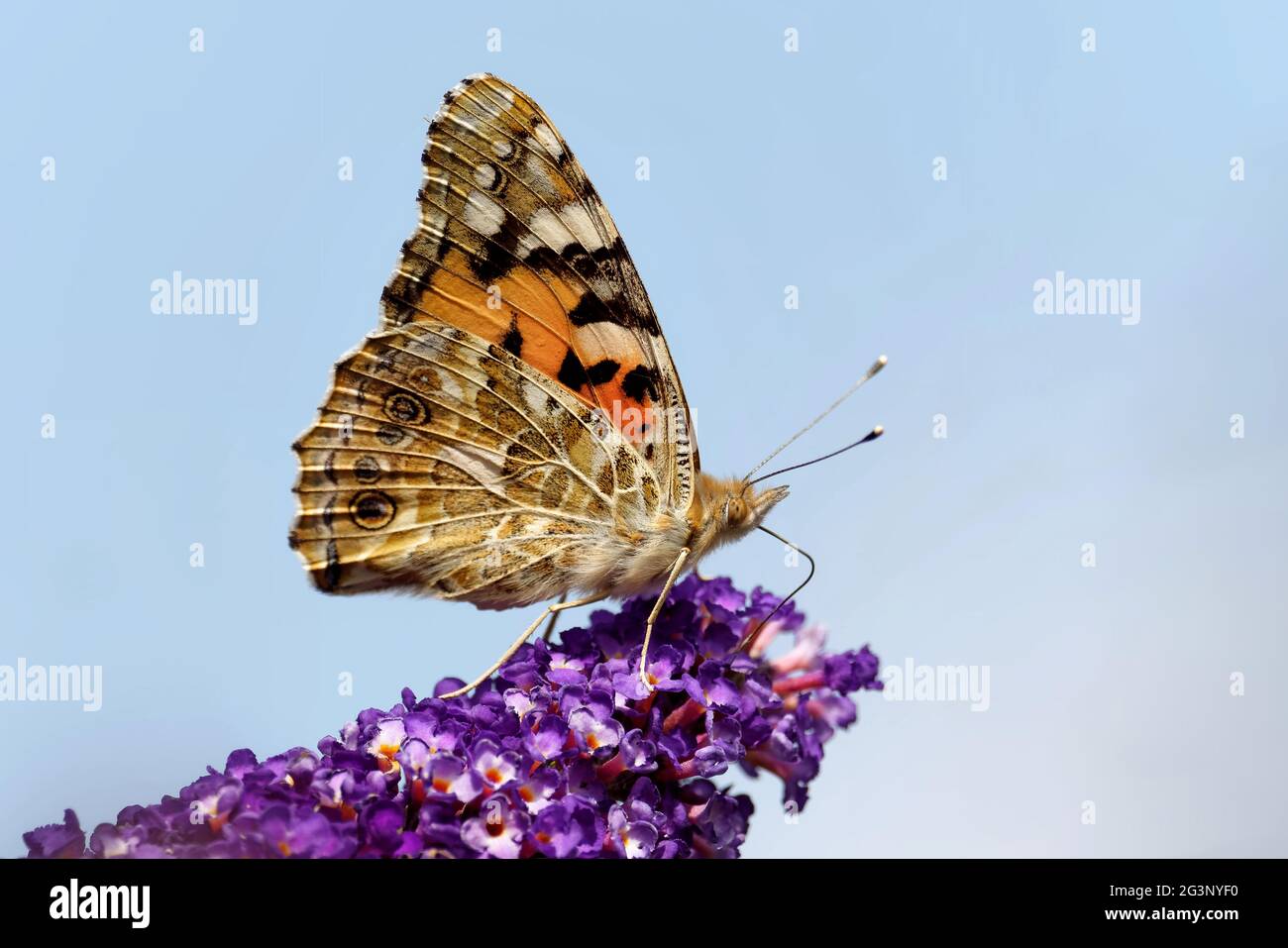 Thistle butterfly on the butterfly bush Stock Photo - Alamy