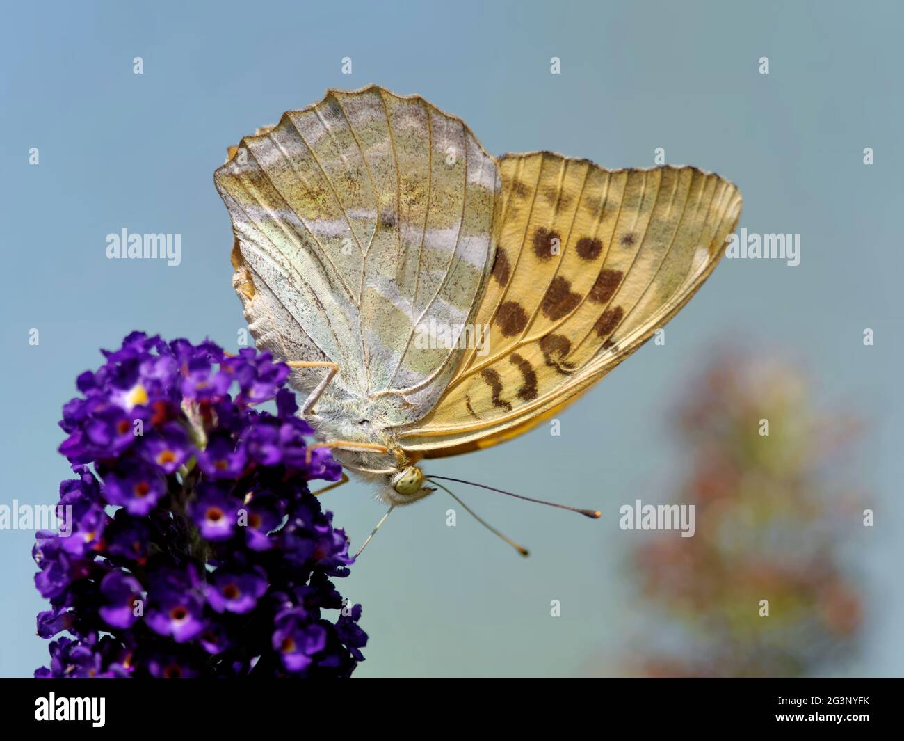 Flower of emperors hi-res stock photography and images - Alamy