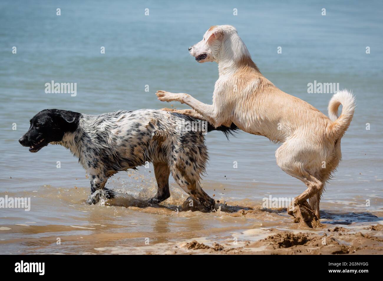 Two young female dogs playing and splashing in the water on the beach ...