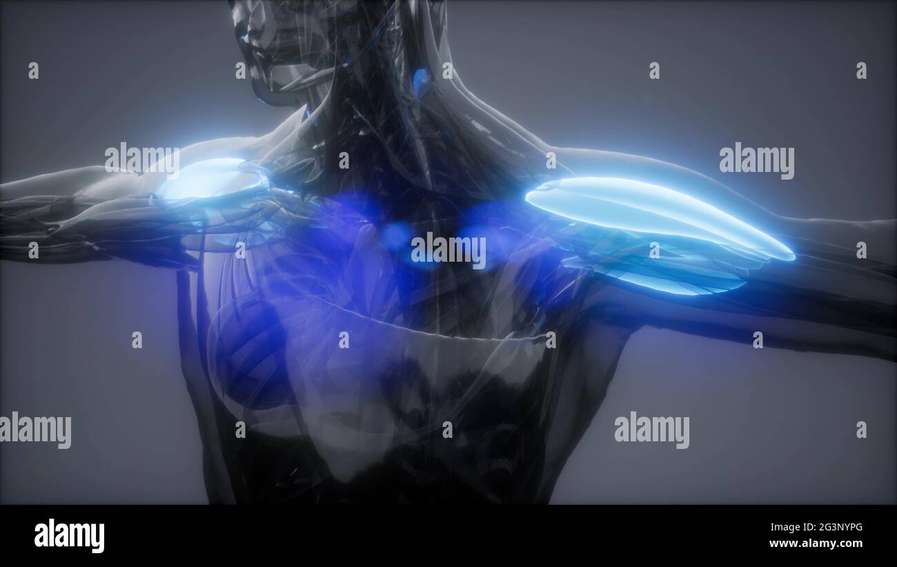 Deltoid - Visible muscle anatomy map Stock Photo - Alamy