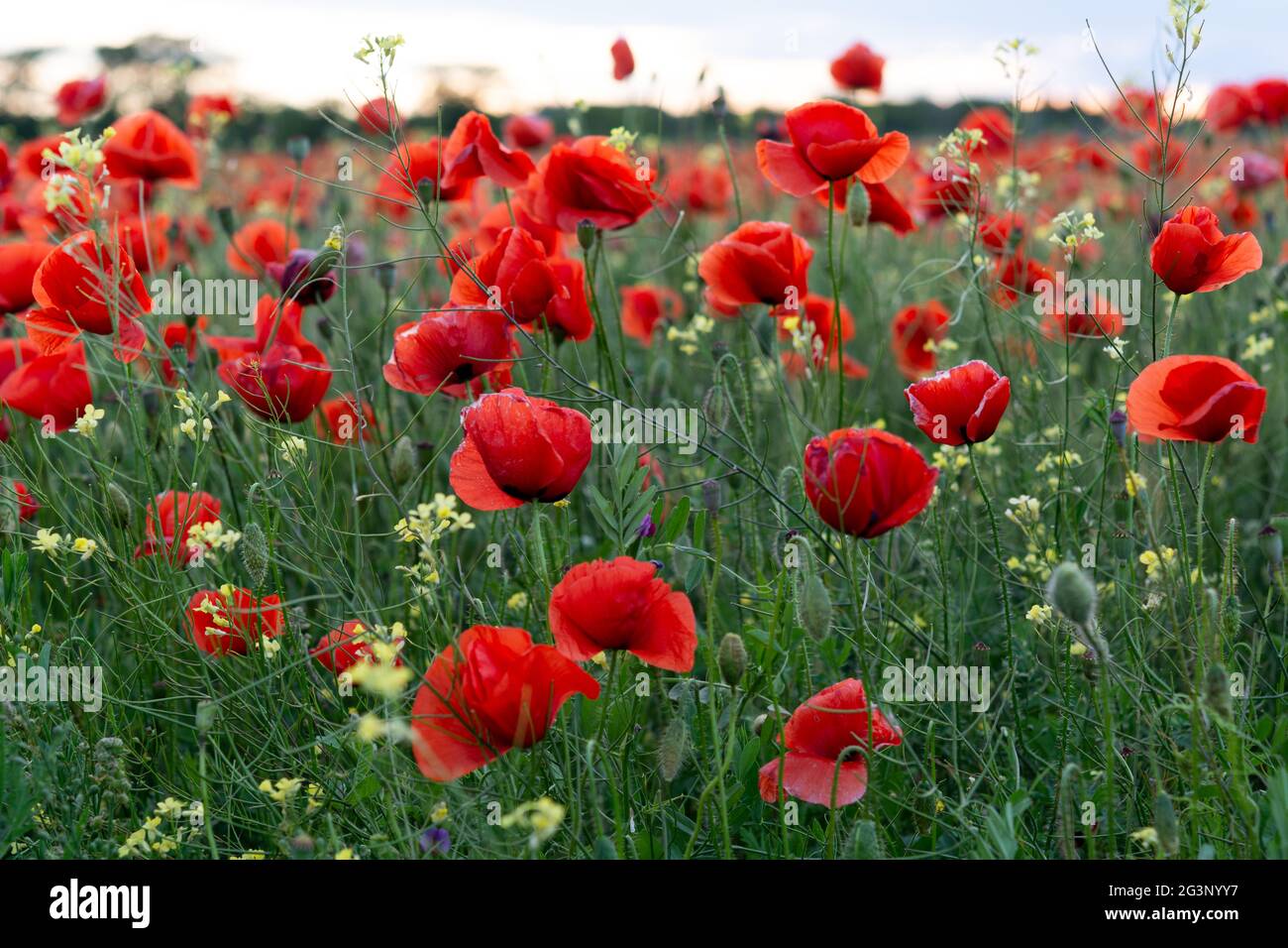 Poppy flowers field, landscape photography Stock Photo - Alamy