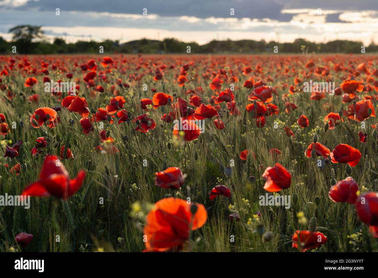 Poppy field with setting sun hi-res stock photography and images - Alamy