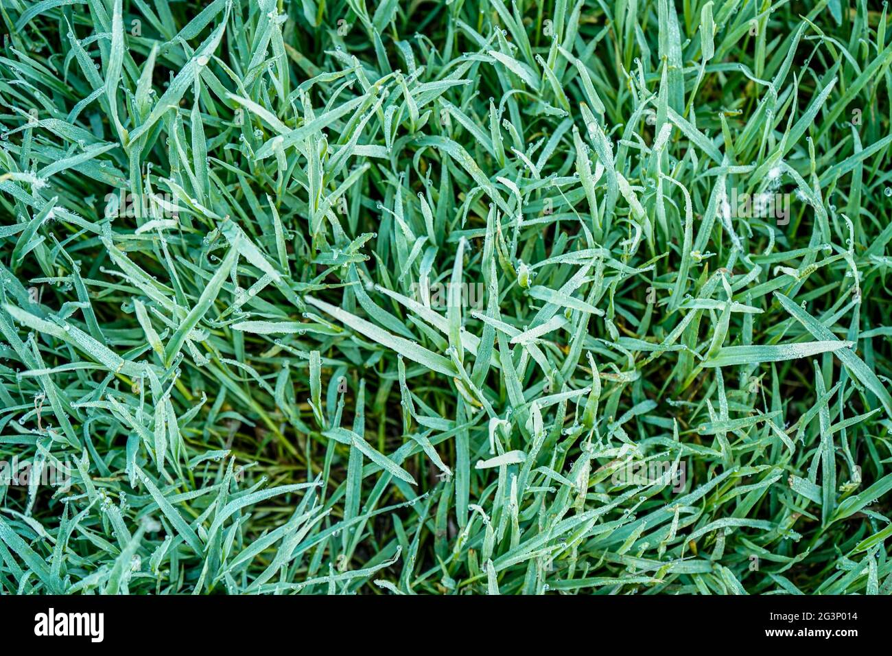 High angle shot of green grass in a field Stock Photo - Alamy