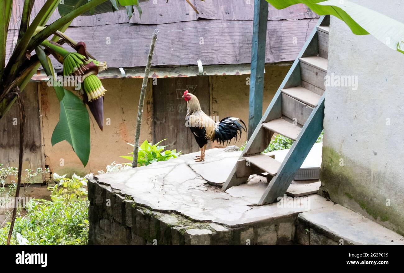 African rooster hi-res stock photography and images - Alamy