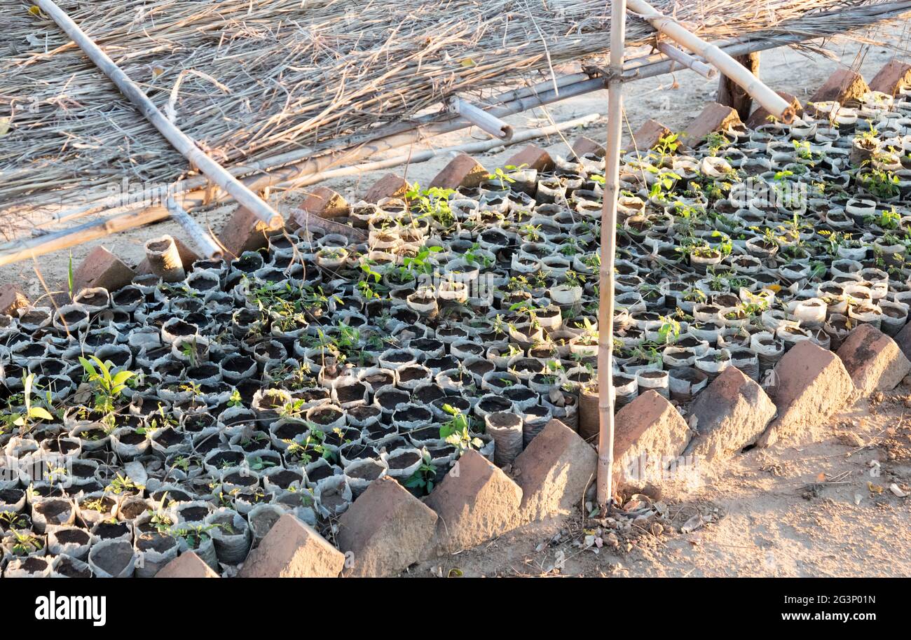 Small tree plantation in Madagascar Stock Photo - Alamy